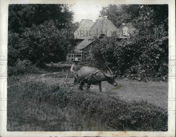1942 Press Photo Native Plows helped farmer in Bataan Peninsula Luzon ...