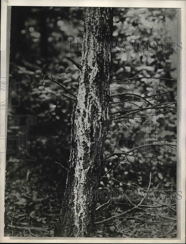1928 Press Photo a Douglas Fir tree infected with larch canker ...