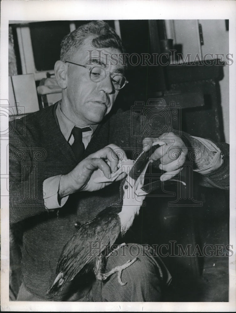 1946 John Reagan Philadelphia Zoo Red Billed Toucan - Historic Images