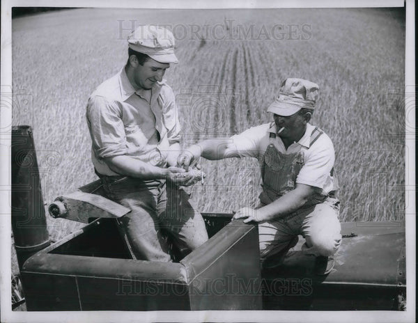 1954 Press Photo Jimmy Cole & father Chester examine barley atop their ...