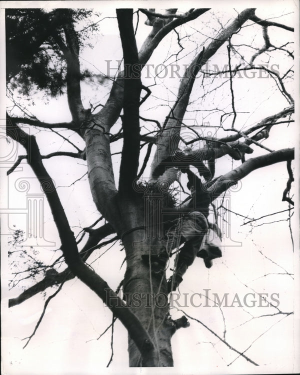 1955 Press Photo Syracuse University Professor Benjamin Burtt Bands Ow ...