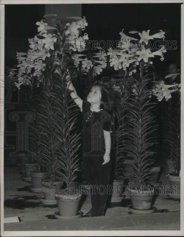 1939 Press Photo Beverly Gordon Age 5 Looking at Best & Tallest Lillie ...