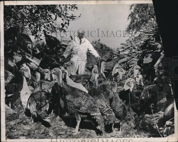 1941 Press Photo Man Rounds Up Dozens Of Turkeys For Thanksgiving Dinn ...