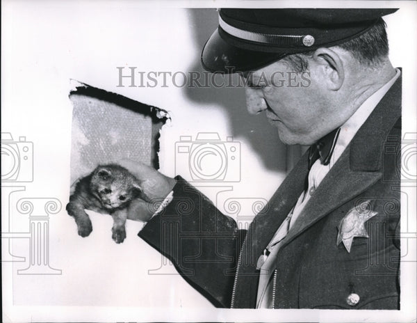 1956 ASPCA Officer Ray Minton Lifts Cute Lost Kitten From Trap ...