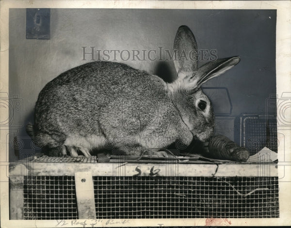 1939 The first rarthenogenetic rabbit. - nec47127 - Historic Images