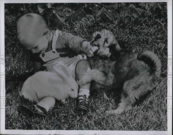 1954 Dog, Rabbit, and Young Stephen Geppert Play Together - Historic Images
