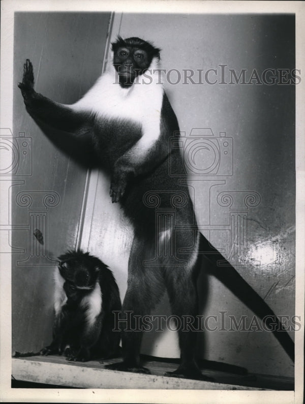 1945 Press Photo Chicago monkeys of Brookfield & Lincoln Park zoos ...