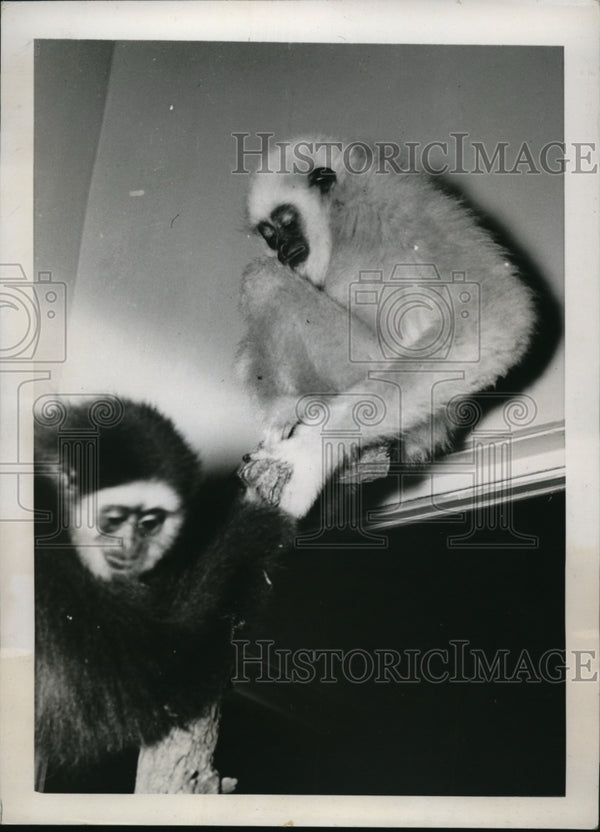 1937 A pair of Gibbon apes at Washington DC zoo - Historic Images