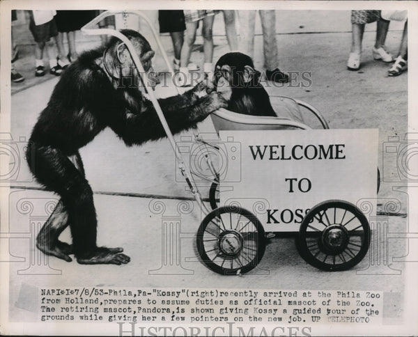 1953 Philadelphia Pa, Zoo mascot Kossy(R) & Pandora chimps - Historic ...