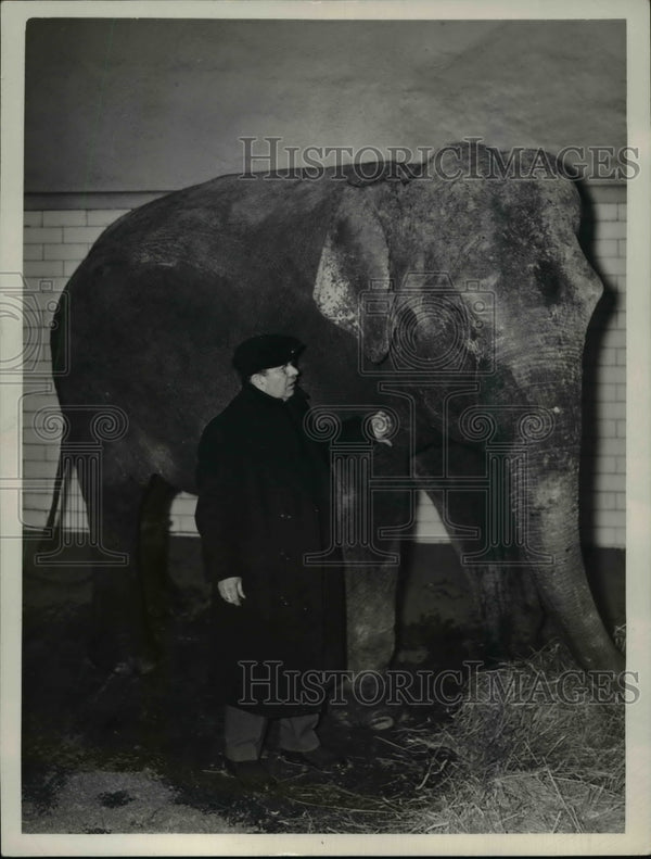 1939 Press Photo Elephants - Historic Images