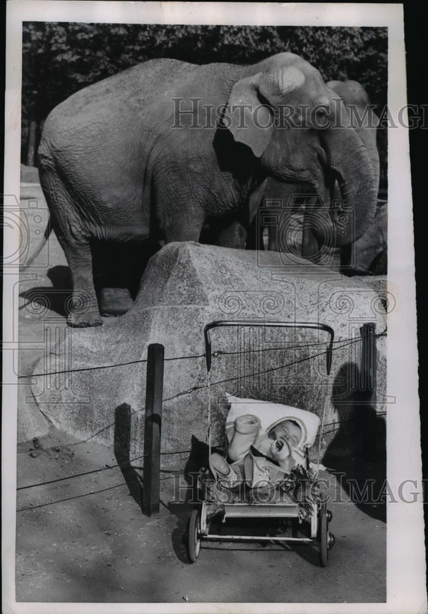 1955 Press Photo Sleeping Paris infant with Vincennes Zoo elephants ...