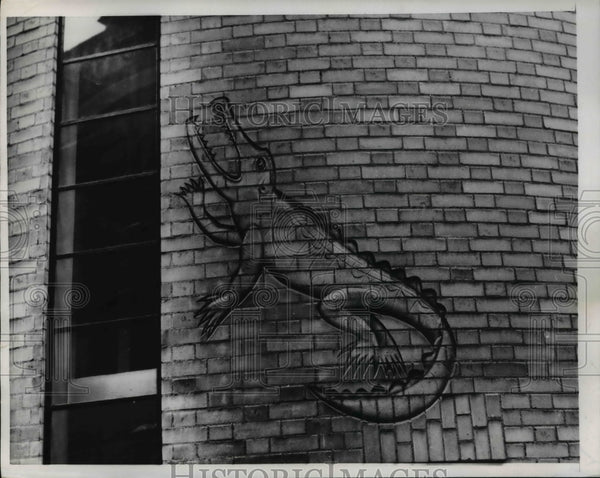 1957 Press Photo Peter Kapitza's crocidile art on Cambridge Mond Lab w ...