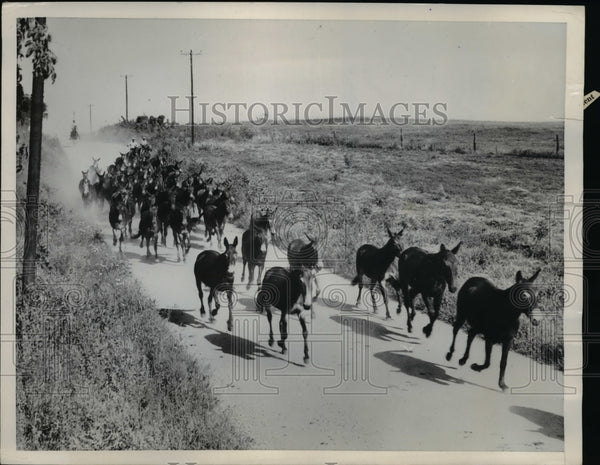 1952 Press Photo Mules on the run stir up Missouri dust as they are dr ...