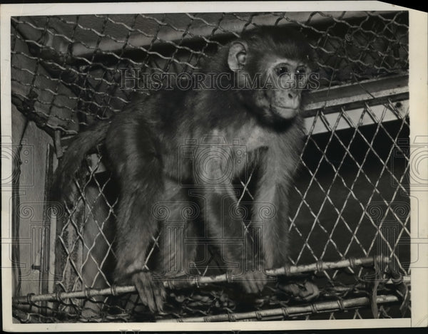1945 New York Monkey Number 225 recaptured NYC - Historic Images