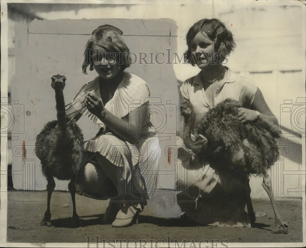 1928 Press Photo Ostrich chicks on exhibit at California show with Pom ...