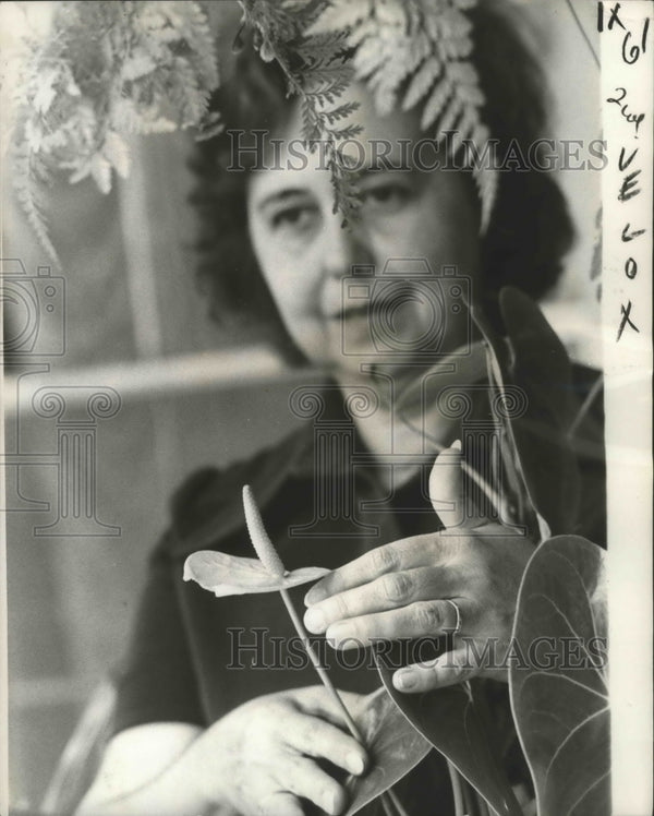 1975 Press Photo Mrs. L.A. Barrios with Antheream Brought from Mexico ...