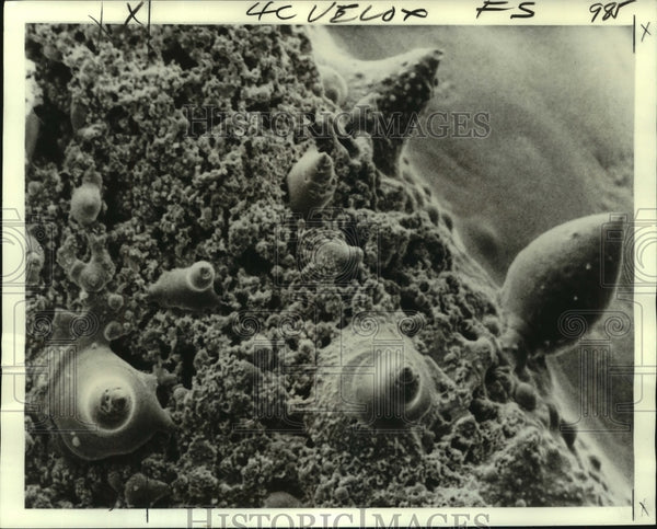 1975 Press Photo Magnified smooth surface of a silver electrical conta ...