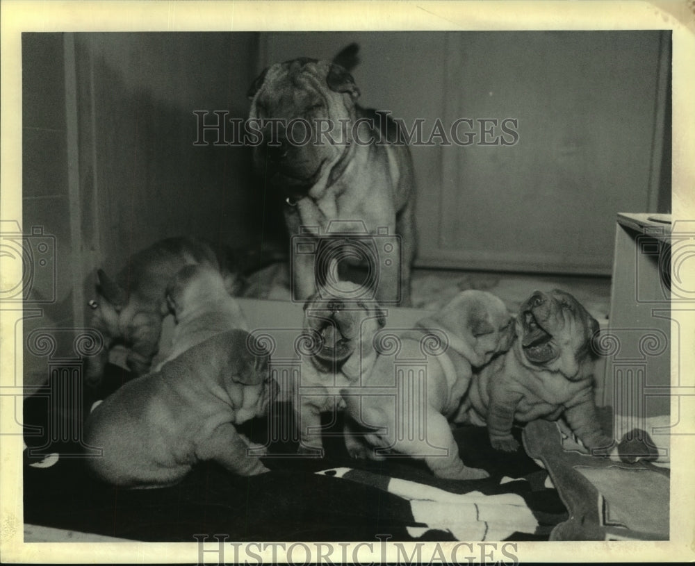 1990 Dog With Six Puppies in Kennel - noa94298 - Historic Images