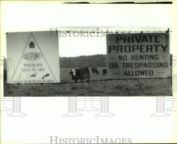 1993 Cows Grazing on DuPont Wildlife Refuge, Louisiana - noa96270 ...