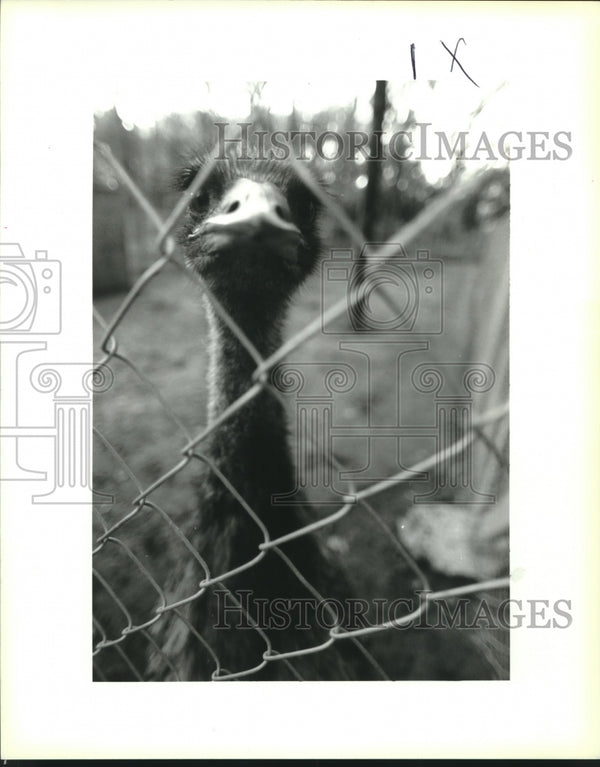 1993 Press Photo An Emu raised by Tony Bevill on his land in Paradis ...