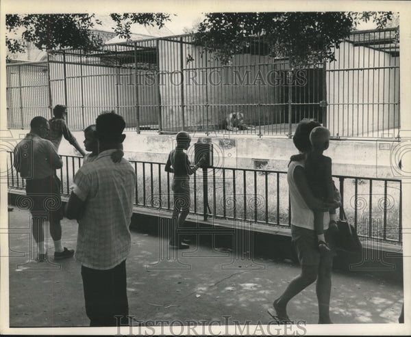 1963 Families enjoy New Orleans' Audubon Park Zoo on 4th of July ...