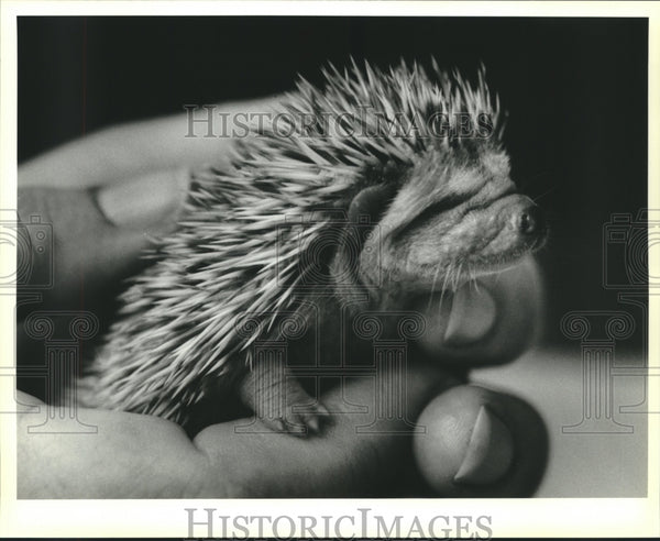 1994 Press Photo Hedgehog at the Audubon Zoo born to Alice & Sonic hed ...