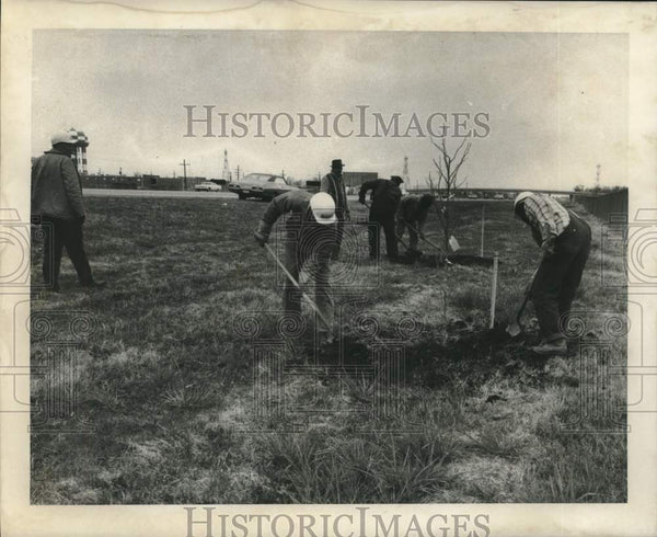 1959 Planting trees for highway beautification of Interstate 10 ...