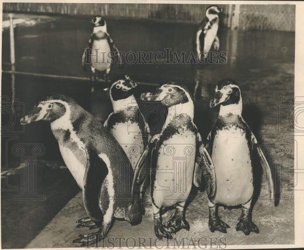 1966 Press Photo Group of Penguins - noc20096 - Historic Images