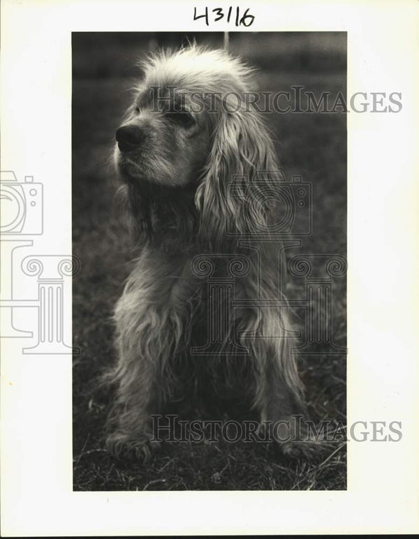 1987 St. Bernard Canine Campus Pet of the Week-cocker spaniel ...