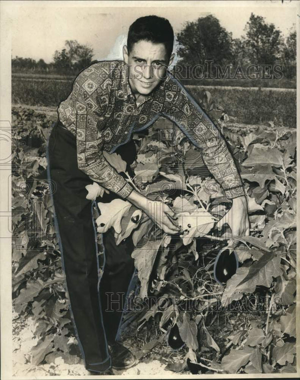 1965 Thomas A. Vitrano, Second Place Good Provider Winner - Historic Images