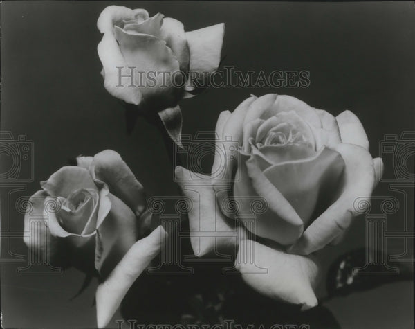 1964 Hybrid Tea Golden Lustre roses - Historic Images