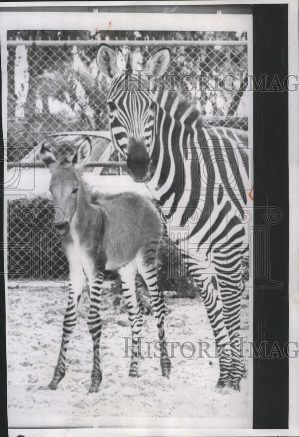 1965 Press Photo Mother zebra and offspring whose father is a Mexican ...