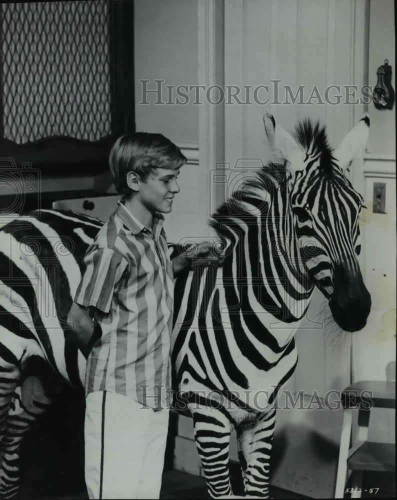 1967 Animals Zebra - Historic Images